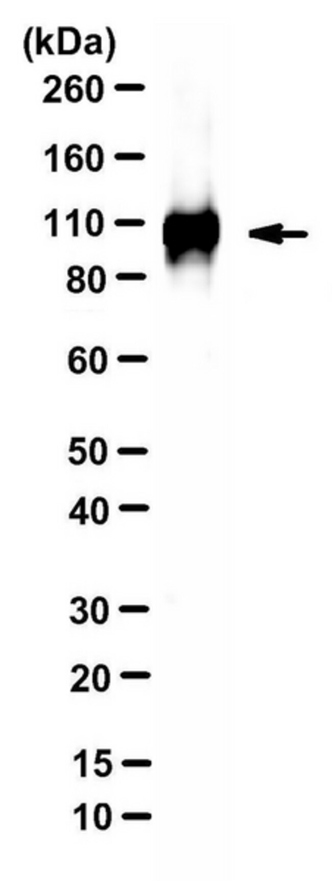 ANTI-SUN1 ANTIBODY, CLONE 12.1
